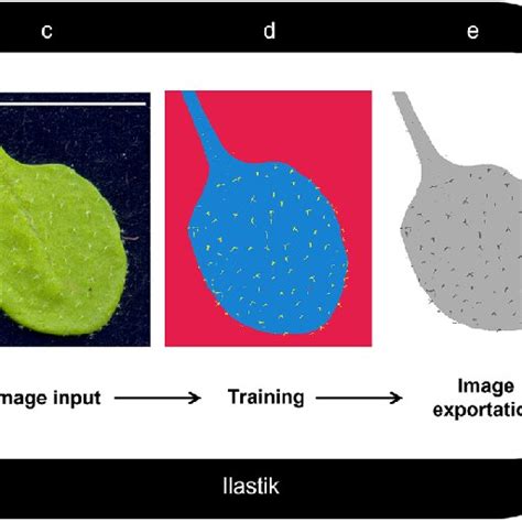 Flow Chart Of The Trichome Quantification Procedure Using The Ilastik