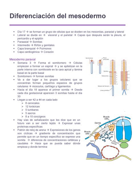 Diferenciación Del Mesodermo Del Mesodermo 17 Se Forman Un Grupo De