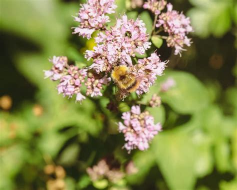 Early Bumblebee Facts Diet Habitat And Pictures On Animaliabio