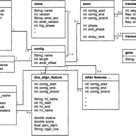 Entity Relationship Model Of The Ensembl Schema Tables Are Represented