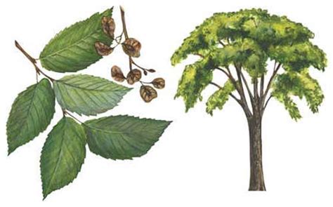 Richard Whelan ~ Medical Herbalist ~ Slippery Elm