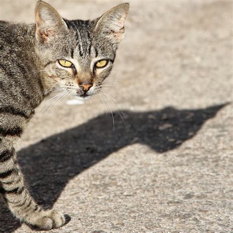 Luke Mancuso Youtube