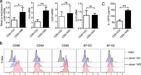 Cd86 B7 2 Antibody Pe Monoclonal Gl1