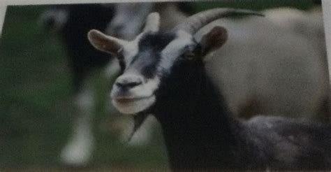 Goat Synonyms And Antonyms Wiki Fandom