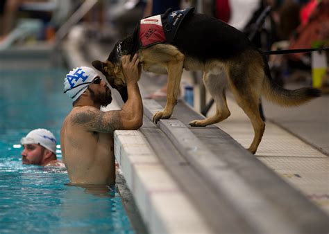 Free Images Water Dog Canine Pool Swim Love Care Preparation