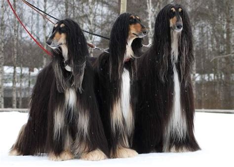 Afghan Hounds Honden En Afghanen Schattige Dieren