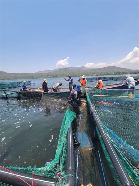Rainforest Tilapia Have You Ever Heard Of The Term “feed Conversion Ratio” This Measurement
