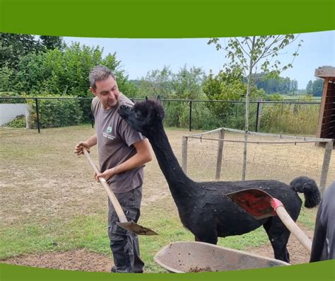 Cutting Open An Apalca Rconfusingperspective