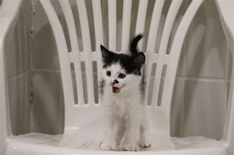 A Little Cute Black And White Kitten Stands Screaming On A White Plastic Chair Stock Image