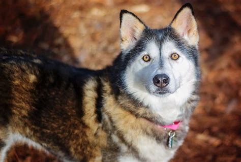 Husky Mixes Hub Husky Mix Breed Guides