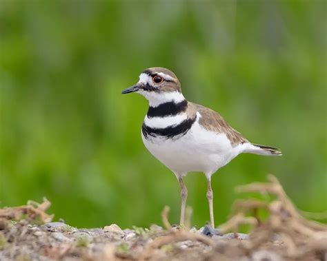 Killdeer Facts Diet Habitat And Pictures On Animaliabio