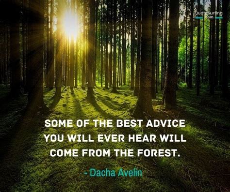 40 Forest Quotes Short Deep Wild Wood Quotes With Images