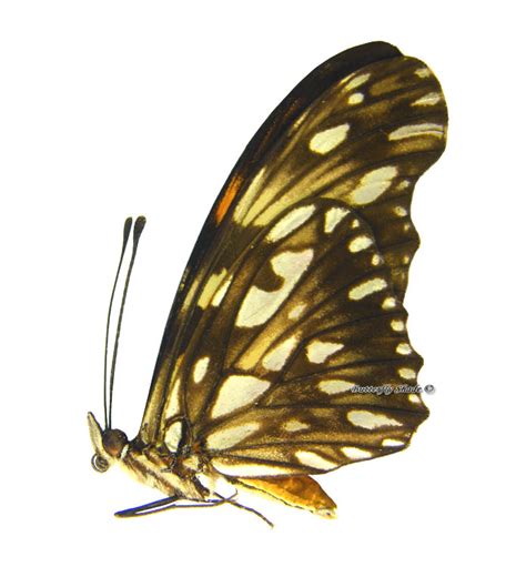 Dione Juno Miraculosa Butterfly Shade Shop