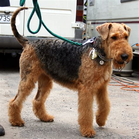 Airedale Terrier Puppies Rescue Pictures Information Temperament