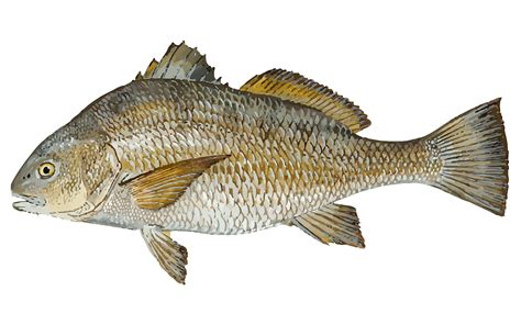 Black Drum — Local Lines Charters