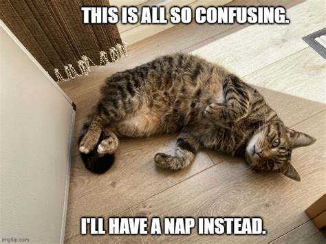 Funny Confused Cat Memes
