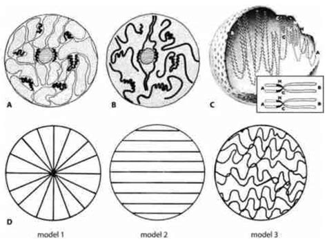 Hypothetical Arrangements Of Interphase Chromosomes And Chromatin