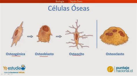 Fisiologia Mayo 2015