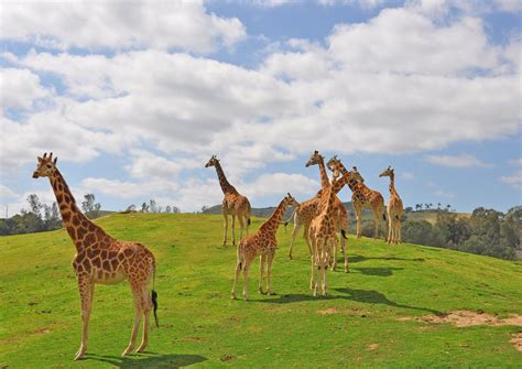 South America San Diego Zoo Animals Plants Mountain Coatimundi From