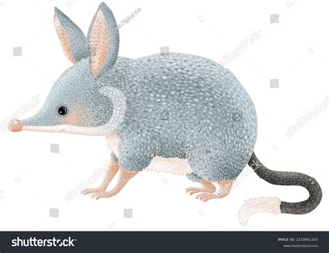 Cute Bilby Image Beautifully Detailed Textured Stock Illustration 2218962203 Shutterstock