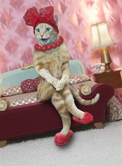 Sexy Cat By John Lund Funny Animal Pictures Funny Animal Videos Cute