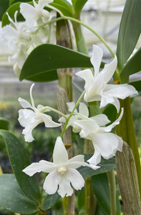 Dendrobium Mini Snowflake Aberrans X Johnsoniae Kalapana Orchid Farm