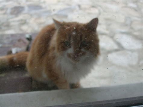 Fierce Ginger Cat