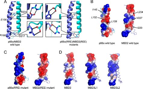 Ionic Interactions And Electrostatic Surface Potentials Of The