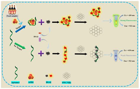 A Label Free Aptasensor For Turn On Fluorescent Detection Of Aflatoxin