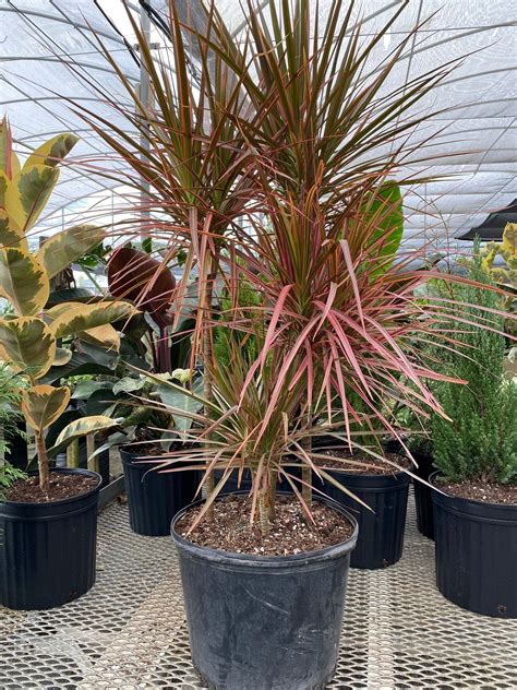 Dracaena Dragon Tree Colorama Tree Form Eureka Farms