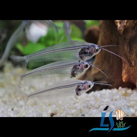 Glass Catfish 2 Pieces Ls Group