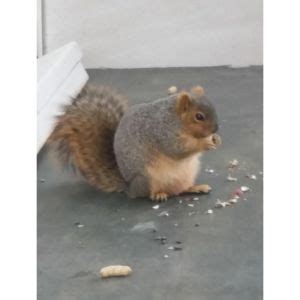 Squirrel Teeth Guide Everything You Need To Know 2023