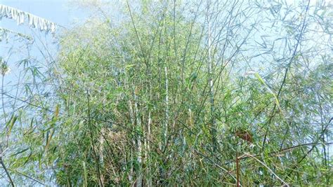 The Small Bamboo In The Garden Is Very Green Stock Image Image Of
