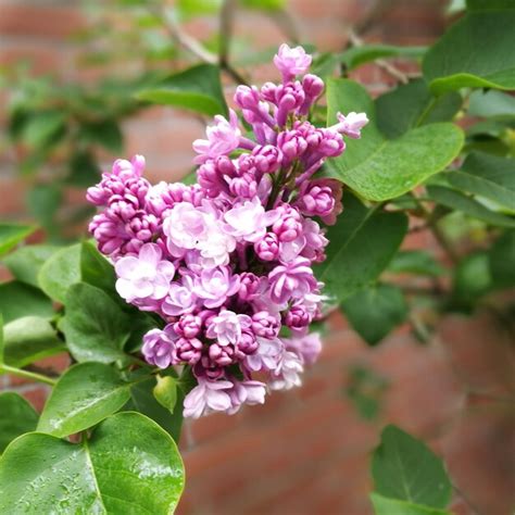 Page 6 16000 Hebe Speciosa Pictures