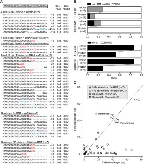 Pattern Analysis Of Homozygous Mutations In Rat 1 2 Cell And