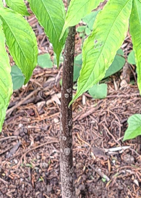 Amorphophallus Titanum