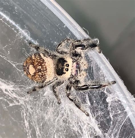 Regal Spiderling Black Cap Cb Bugs In Cyberspace