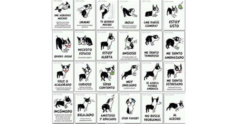Entendiendo El Lenguaje De Los Perros Guía Completa De Señales