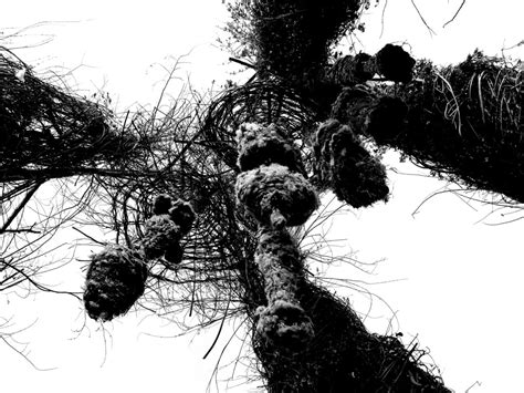 Elsbeth Cochius Grafiekplatform