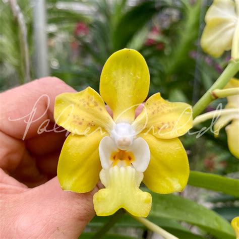 Vanda Denisoniana — Palmer Orchids