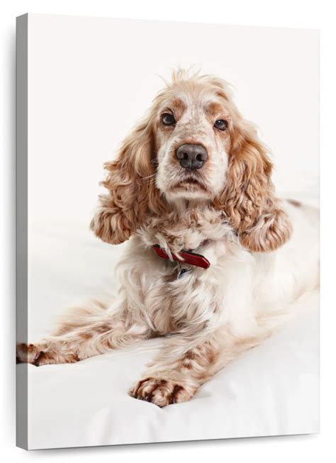 Resting Cocker Spaniel Wall Art Photography