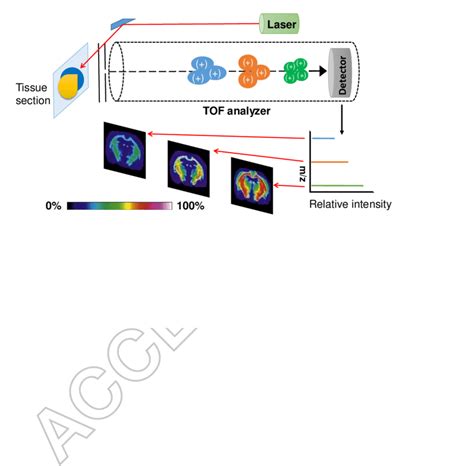 General Schematic Of Maldi Ims Analysis A Tissue Section Is Placed On Download Scientific