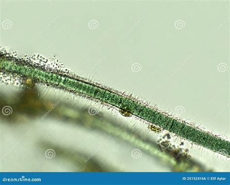 Filamentous Algae Microscope