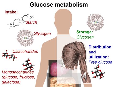 Glucose