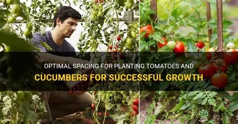 Optimal Spacing For Planting Tomatoes And Cucumbers For Successful