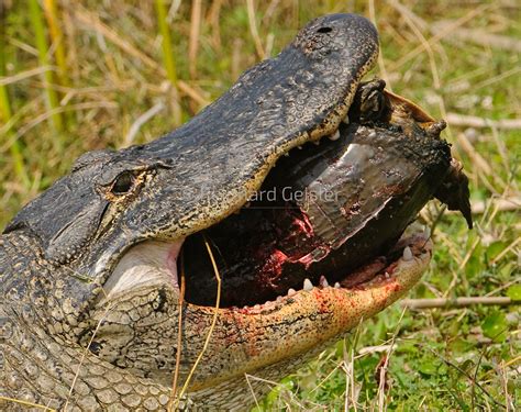 American Alligator Eating Turtle