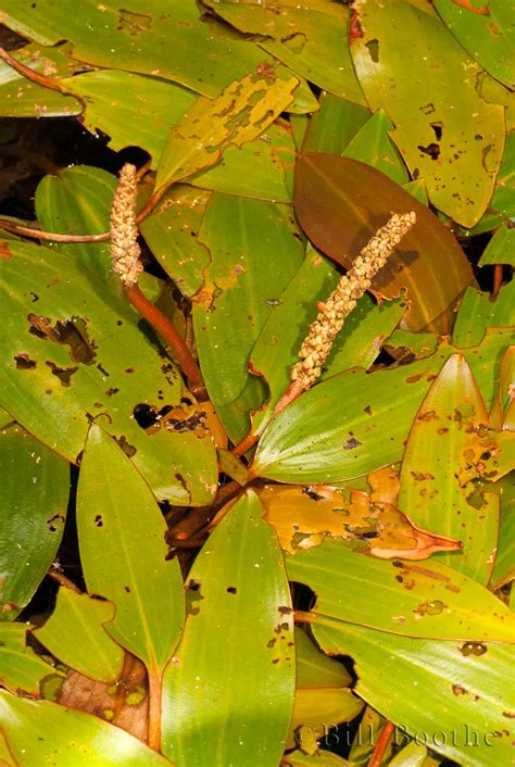 Longleaf Pondweed Wildflowers Nature In Focus