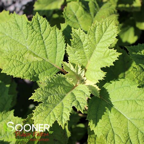 Snowcicle Oakleaf Hydrangea Sooner Plant Farm