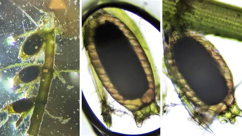 Algae Corner What Is It Chara Muskgrass Sepro Corporation