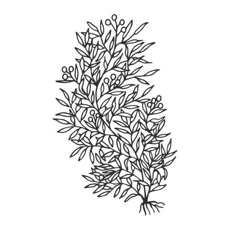 Sargassum Illustrations Royalty Free Vector Graphics And Clip Art Istock